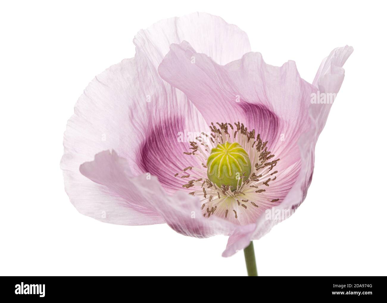 Flower of light purple poppy, isolated on white background Stock Photo ...