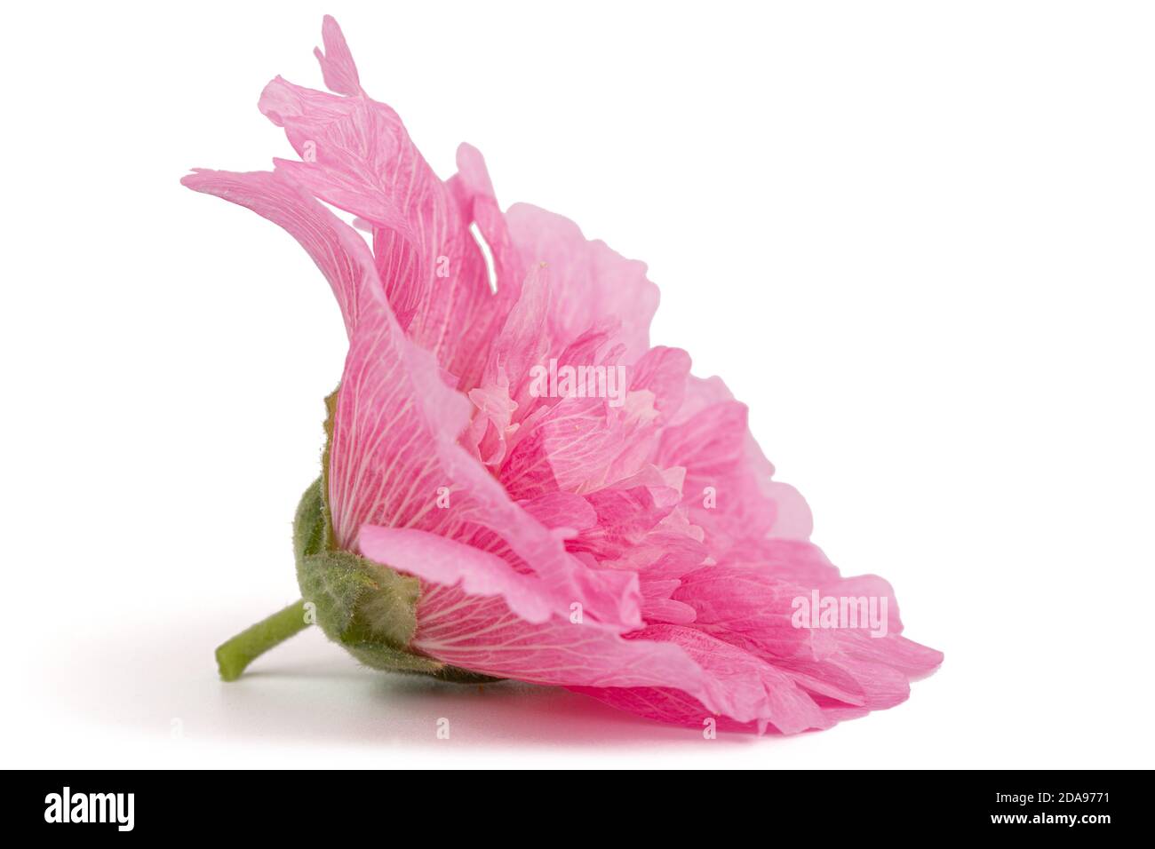 Pink flower of mallow, isolated on white background Stock Photo - Alamy