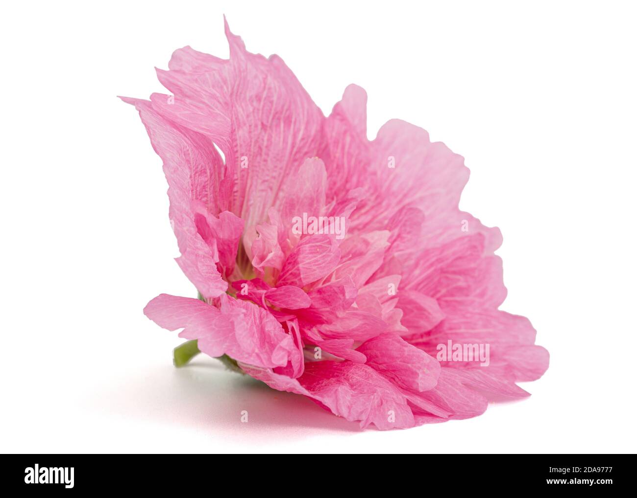 Pink flower of mallow, isolated on white background Stock Photo - Alamy