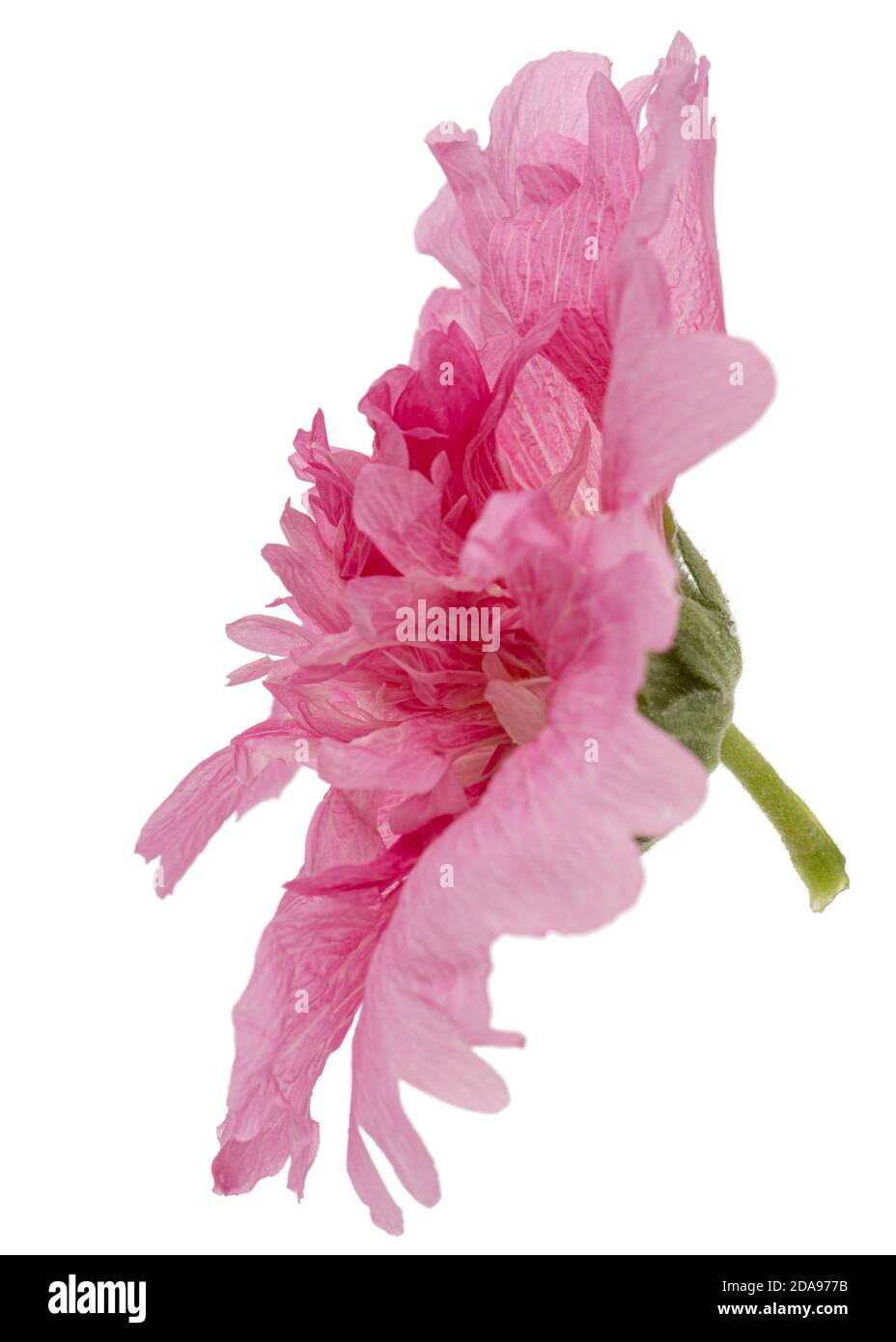Pink flower of mallow, isolated on white background Stock Photo - Alamy