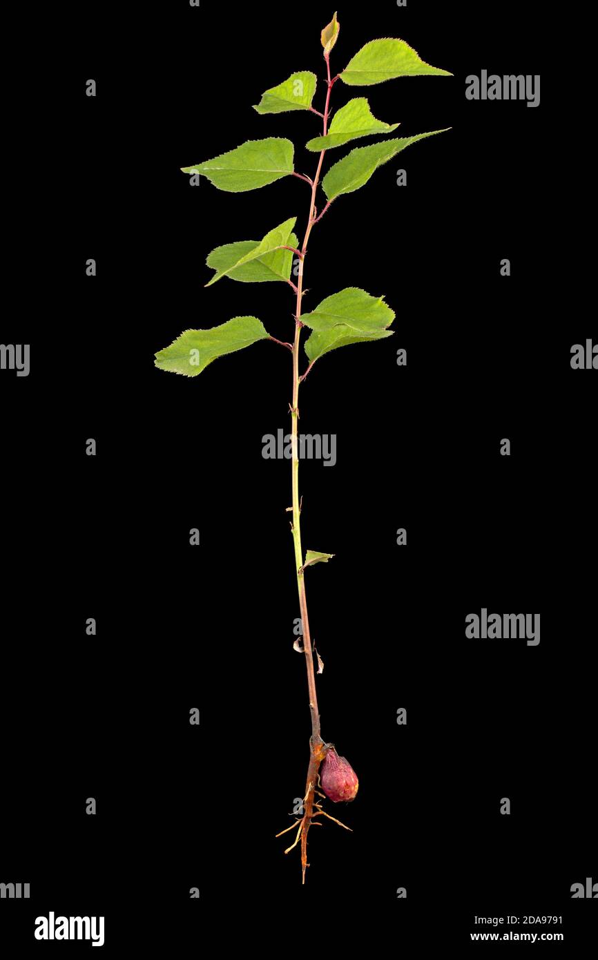 Apricot young tree with root and kernel, isolated on black background ...