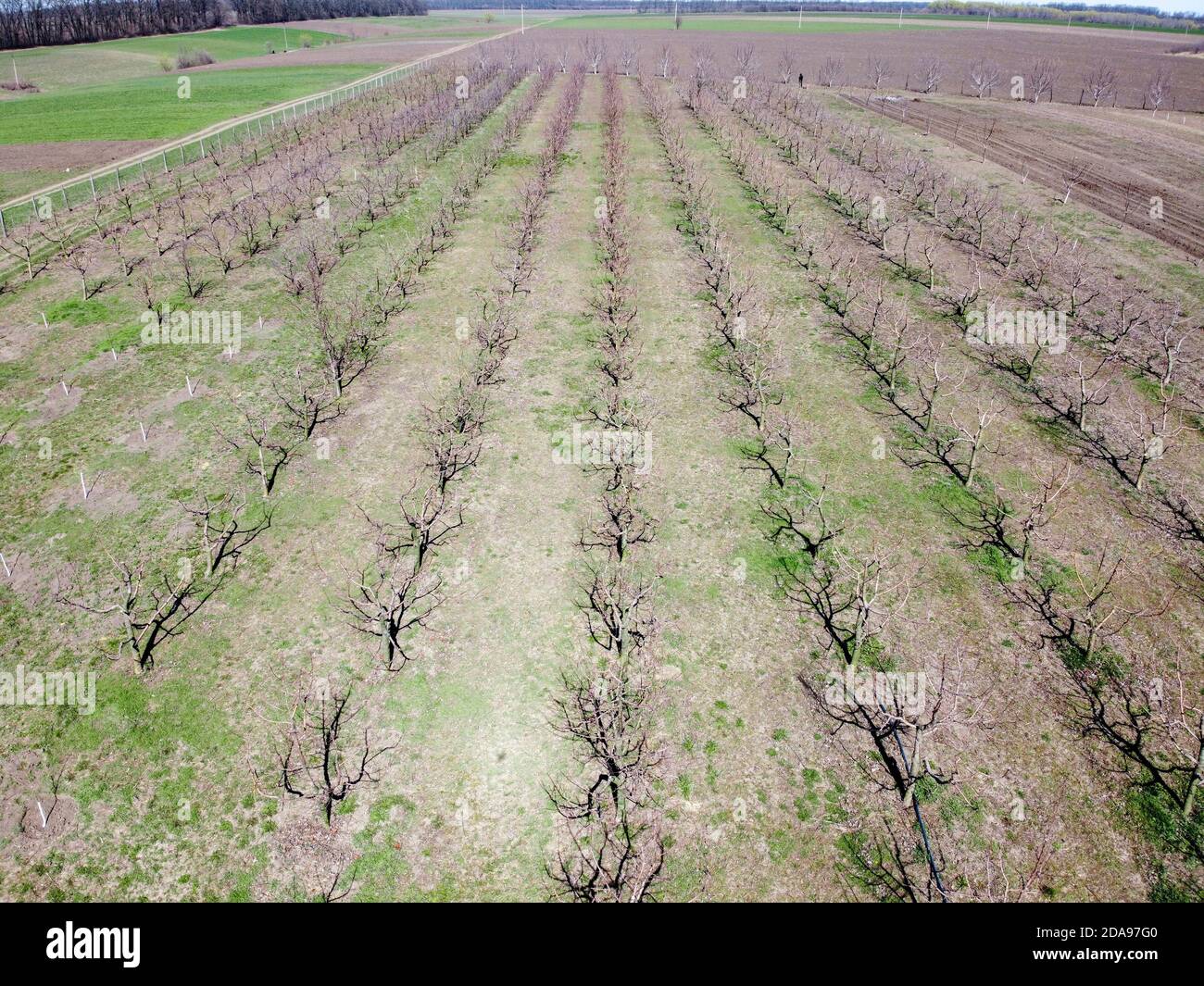 Apple tree without leaves hi-res stock photography and images - Alamy