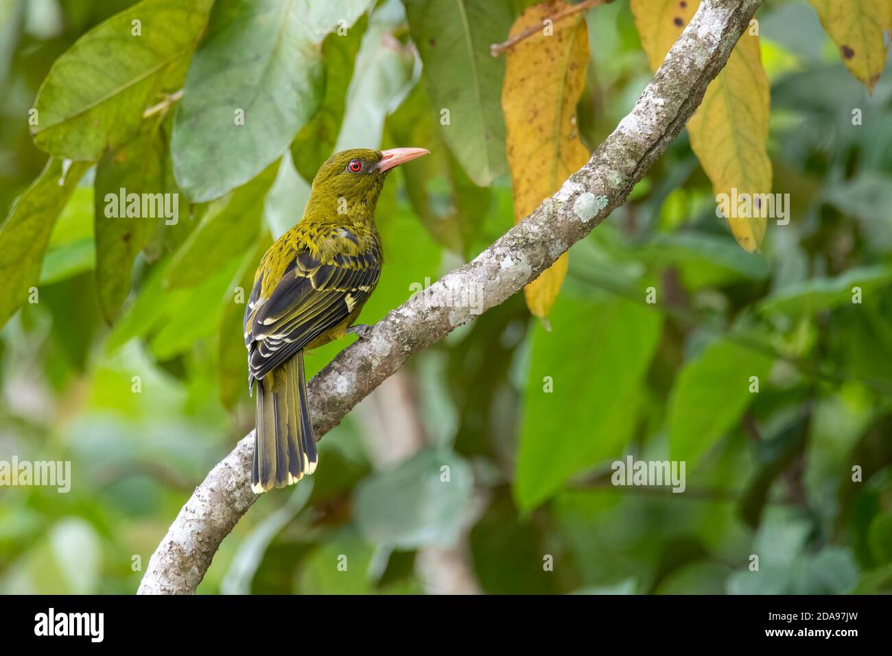 Vertebrates and invertebrates hi-res stock photography and images - Alamy