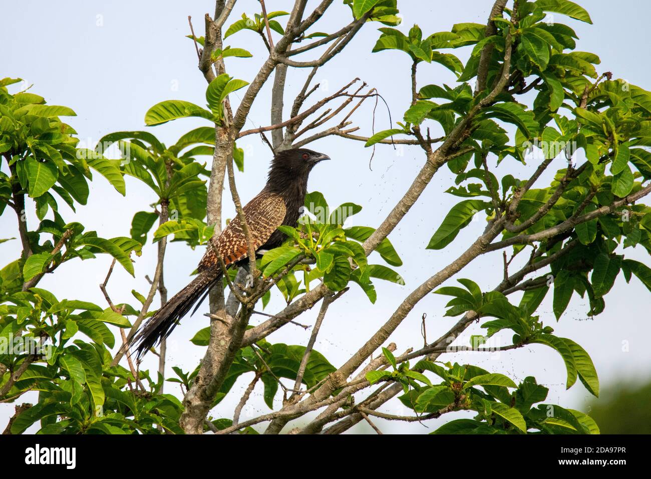 Pheasant Coucal Centropus phasianinus Daintree River, Queensland ...
