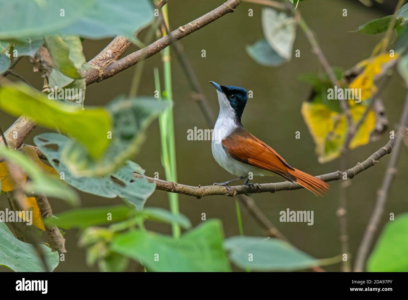 Monarchidae hi-res stock photography and images - Alamy