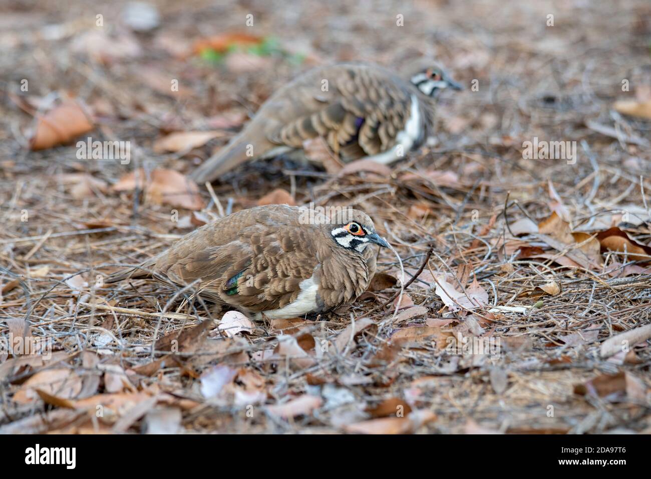 Squatter Pigeon Geophaps scripta Mareeba, Queensland, Australia 4 ...
