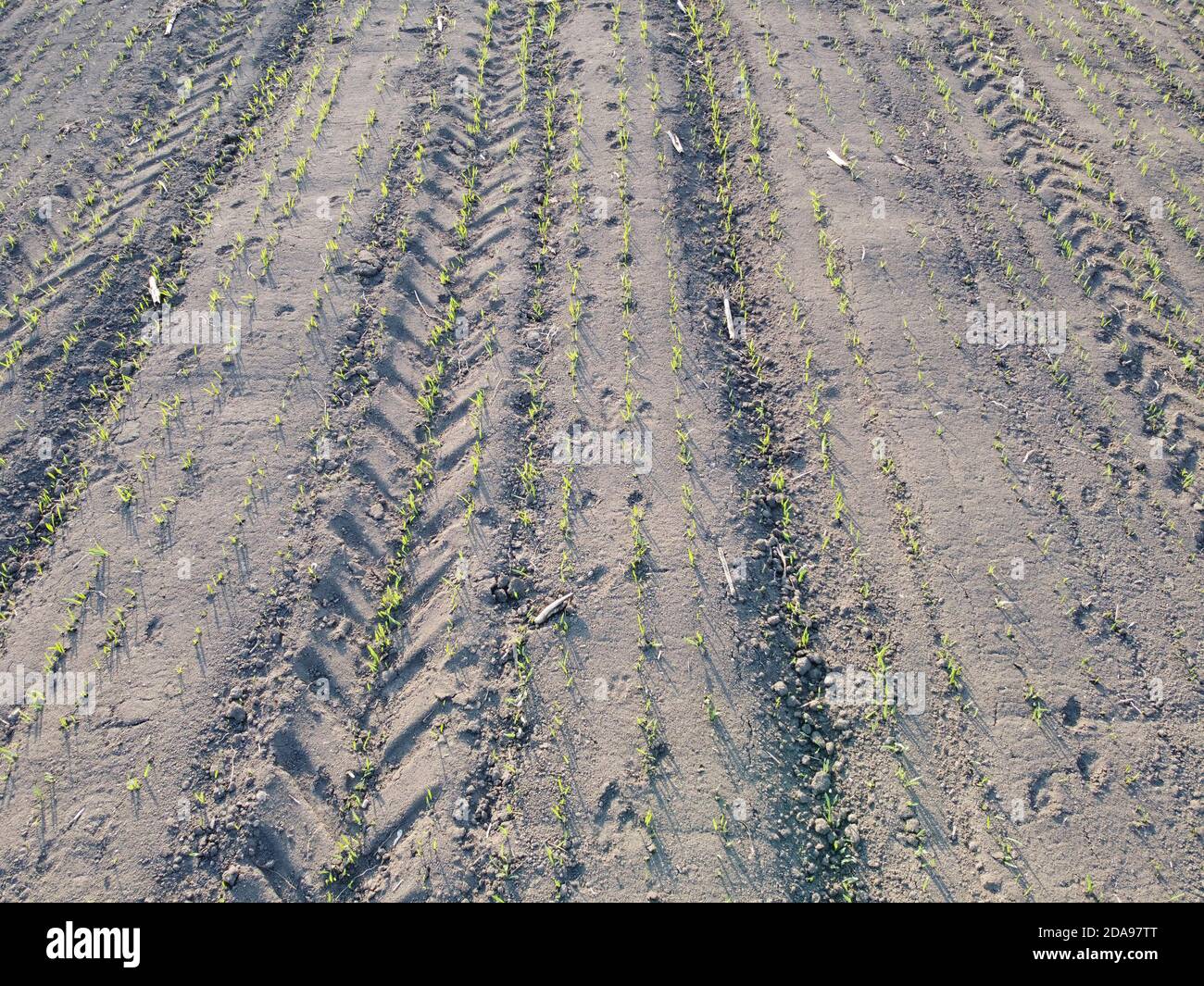 Barley shoots hi-res stock photography and images - Alamy