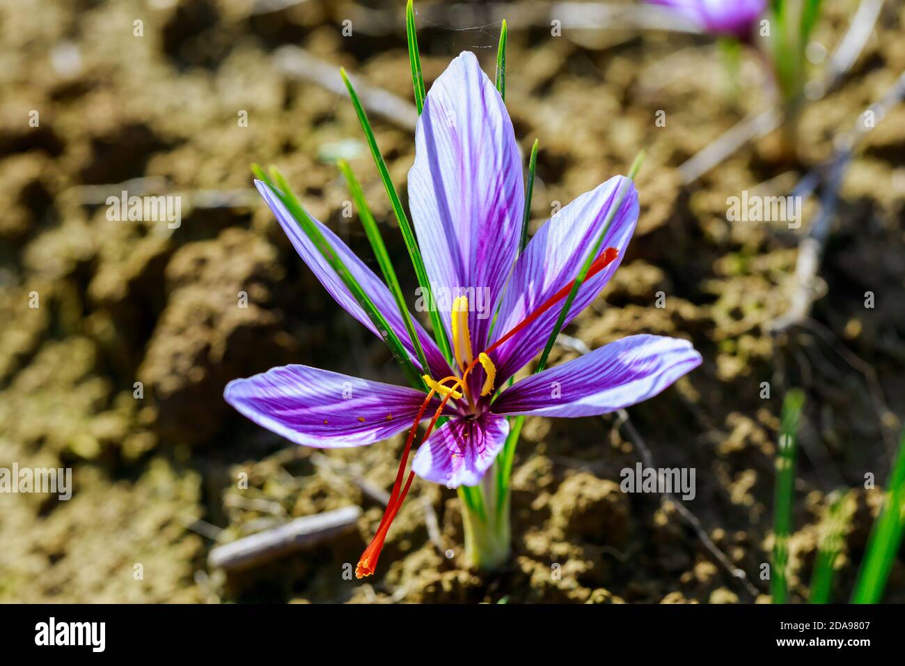 Beautiful purple saffron flowers in a field during flowering at harvest ...