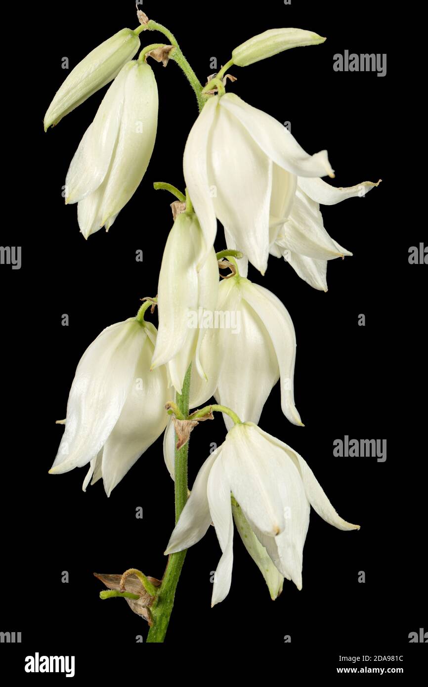 White flowers of yucca, isolated on black background Stock Photo - Alamy