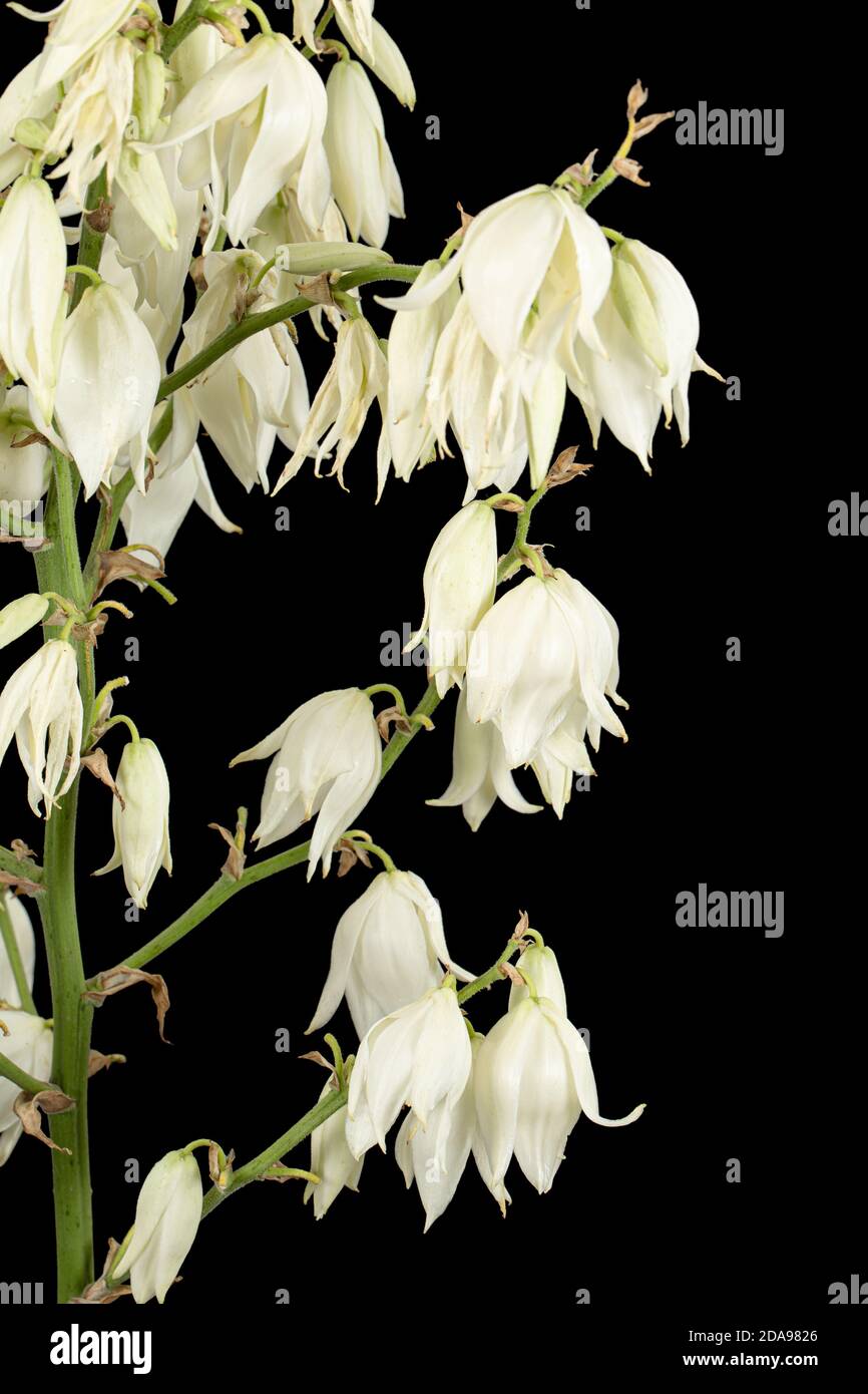 White flowers of yucca, isolated on black background Stock Photo - Alamy