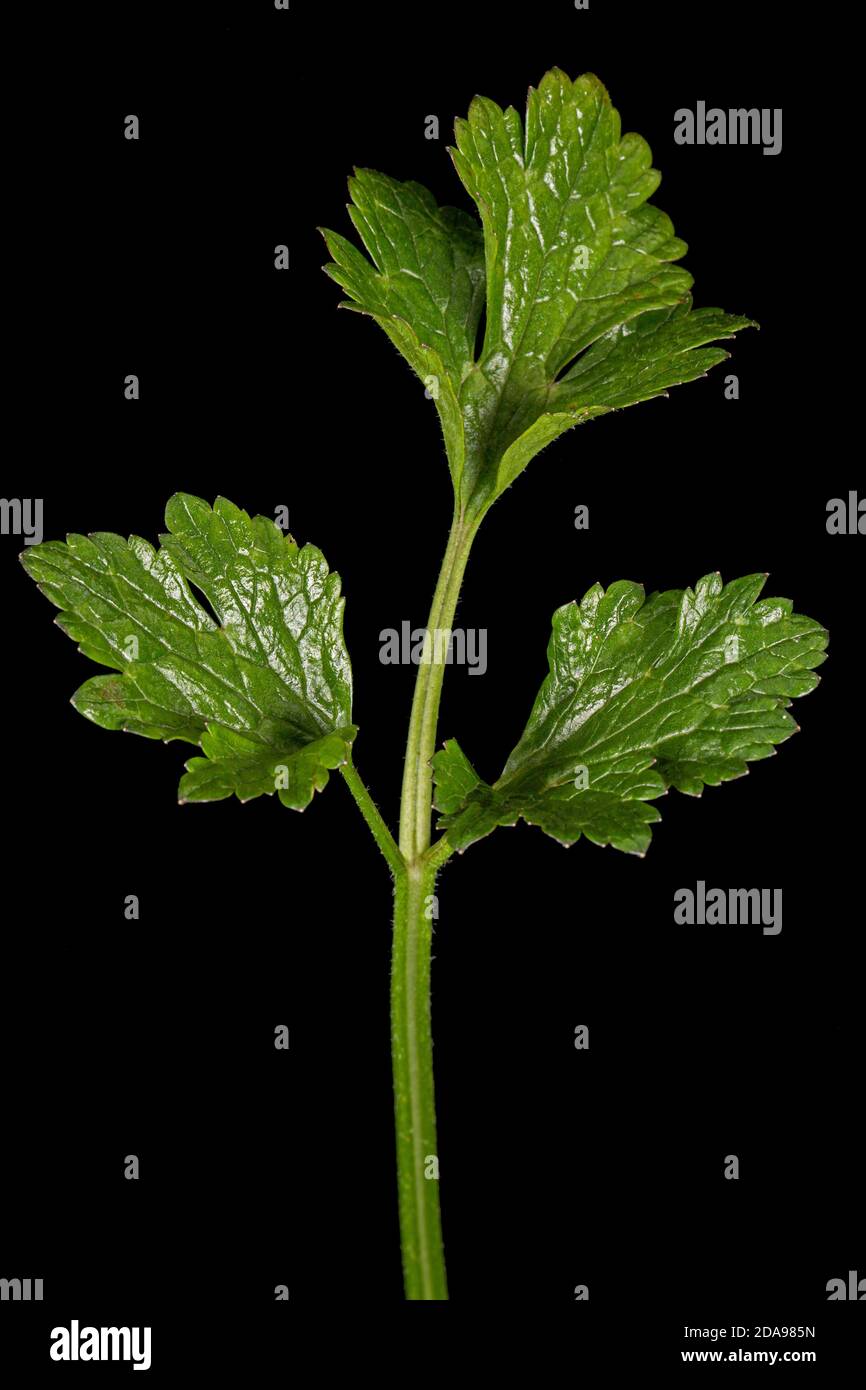 Leaf of flower of buttercup, isolated on black background Stock Photo ...