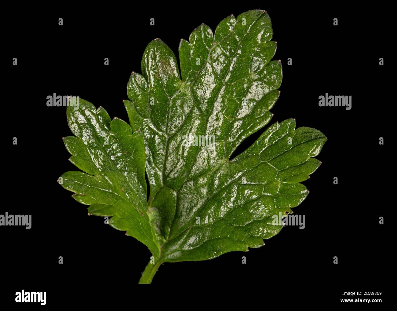 Leaf of flower of buttercup, isolated on black background Stock Photo ...
