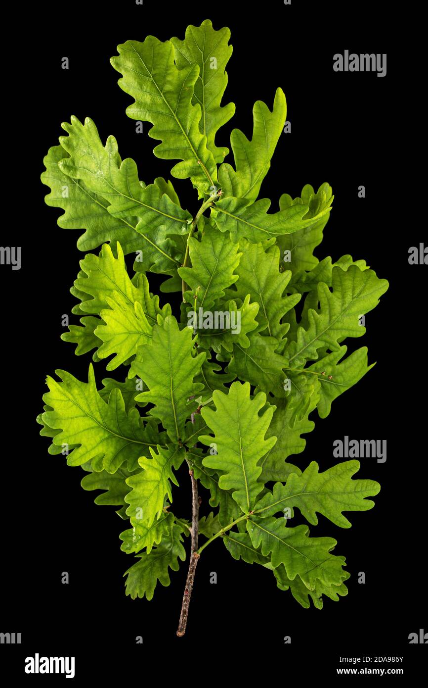 Sprig dry oak leaves hi-res stock photography and images - Alamy