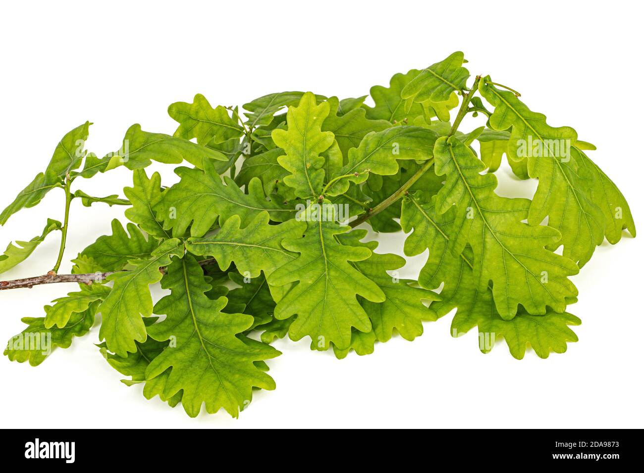 Young sprig of oak with leaves, isolated on white background Stock ...
