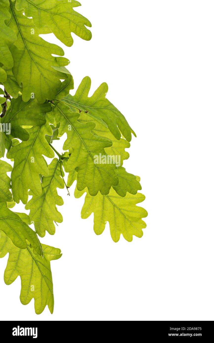 Young sprig of oak with leaves, isolated on white background Stock ...