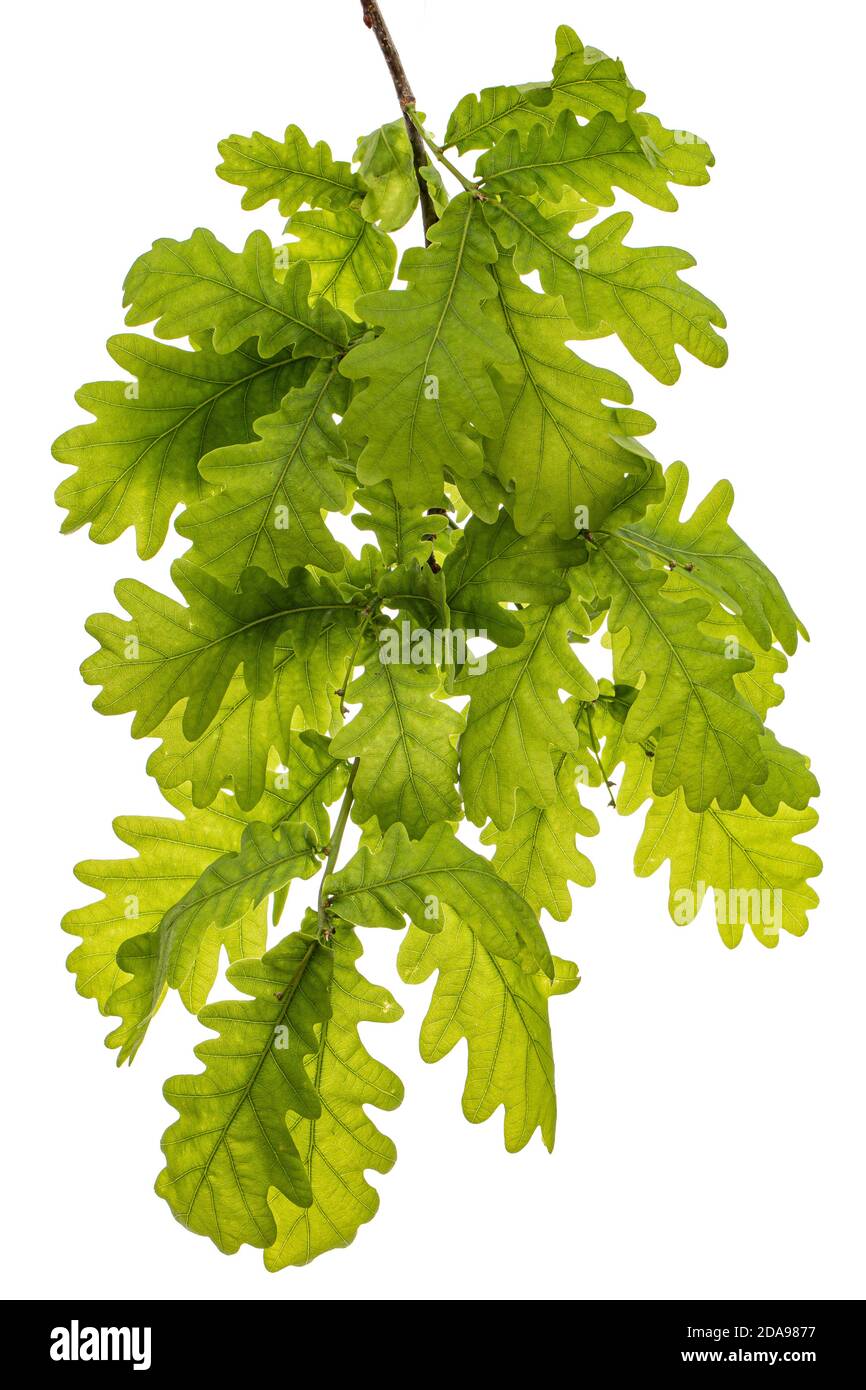 Young sprig of oak with leaves, isolated on white background Stock ...