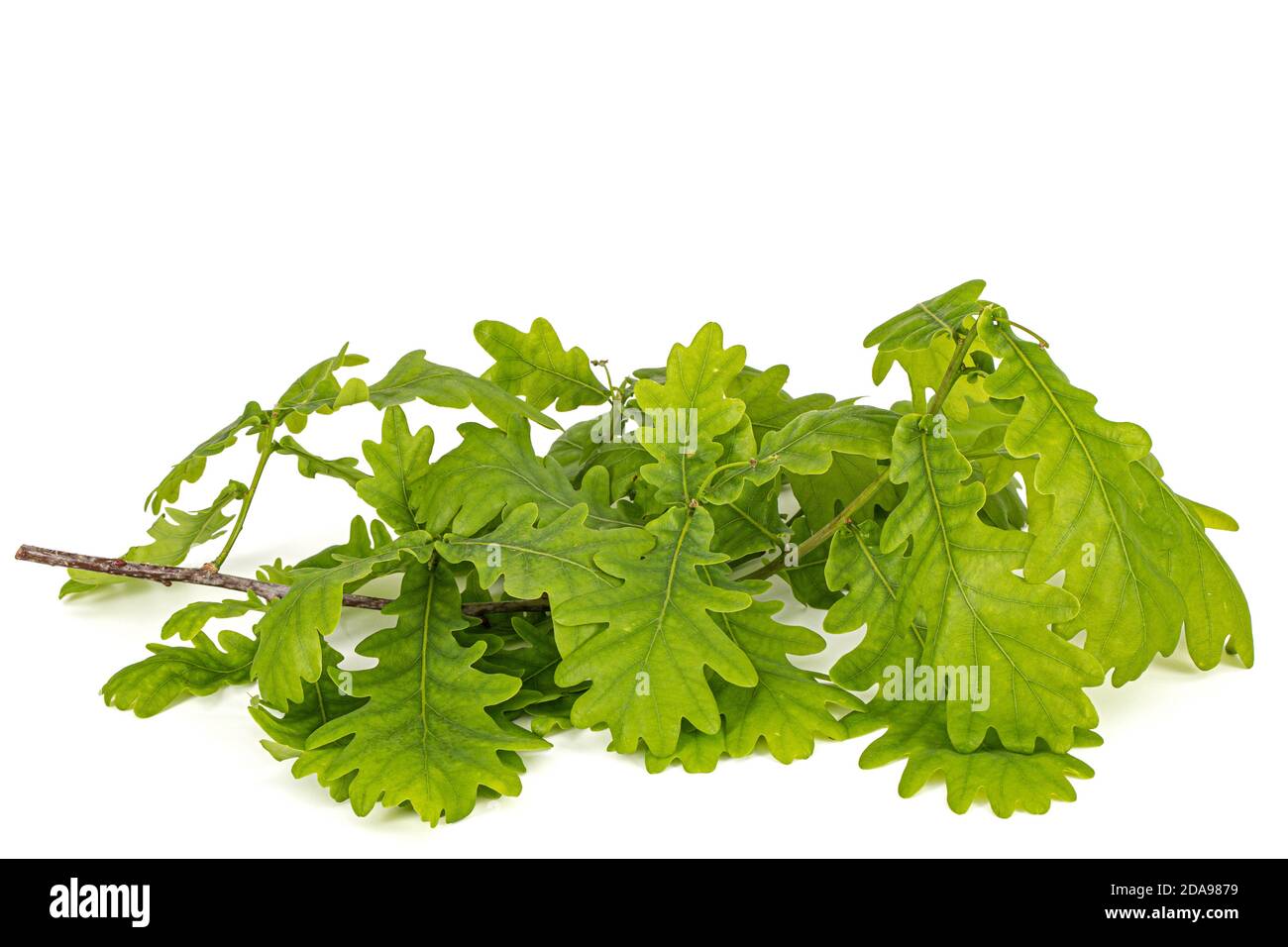Young sprig of oak with leaves, isolated on white background Stock ...