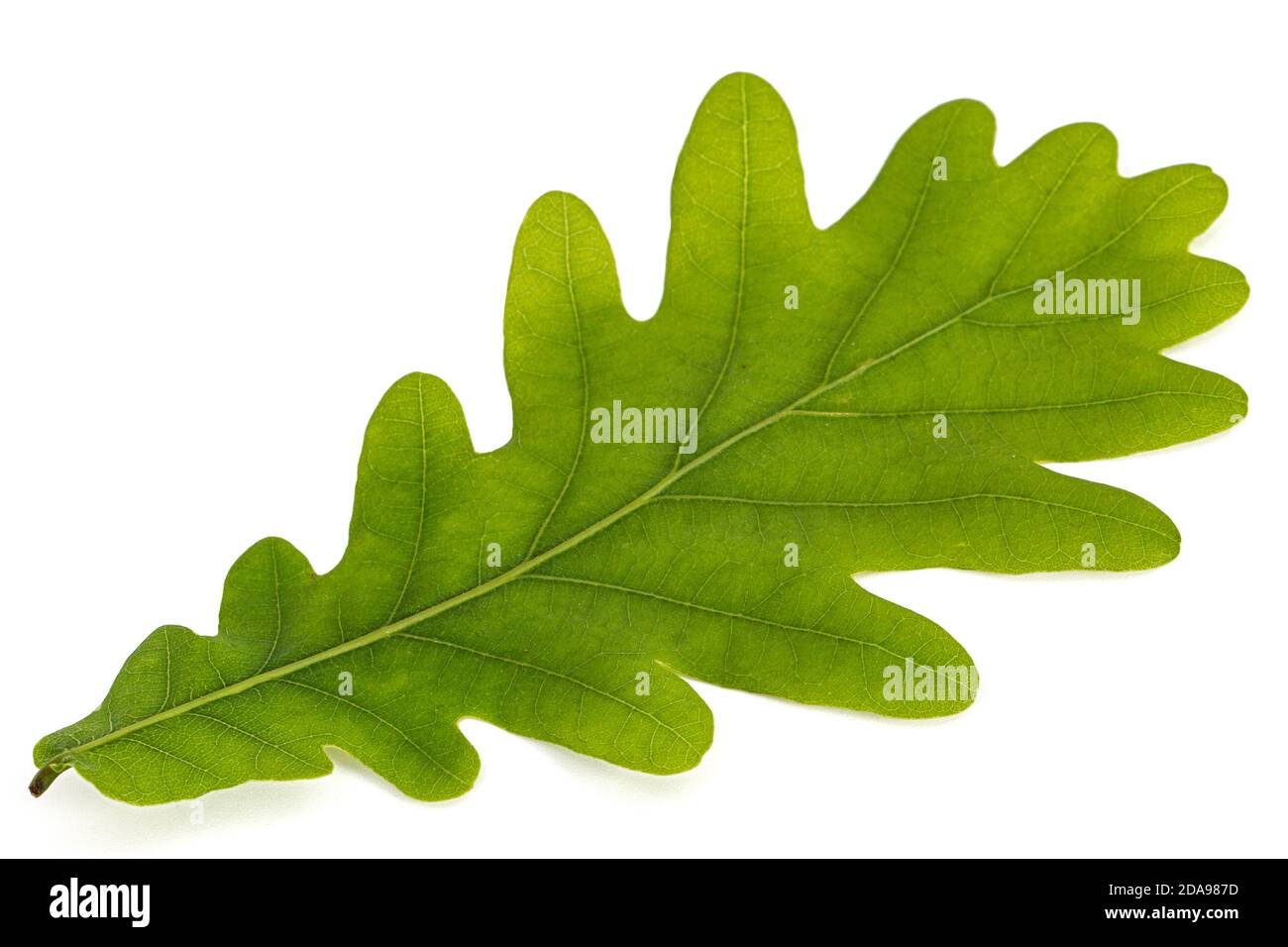 Young leaf of oak, isolated on white background Stock Photo - Alamy