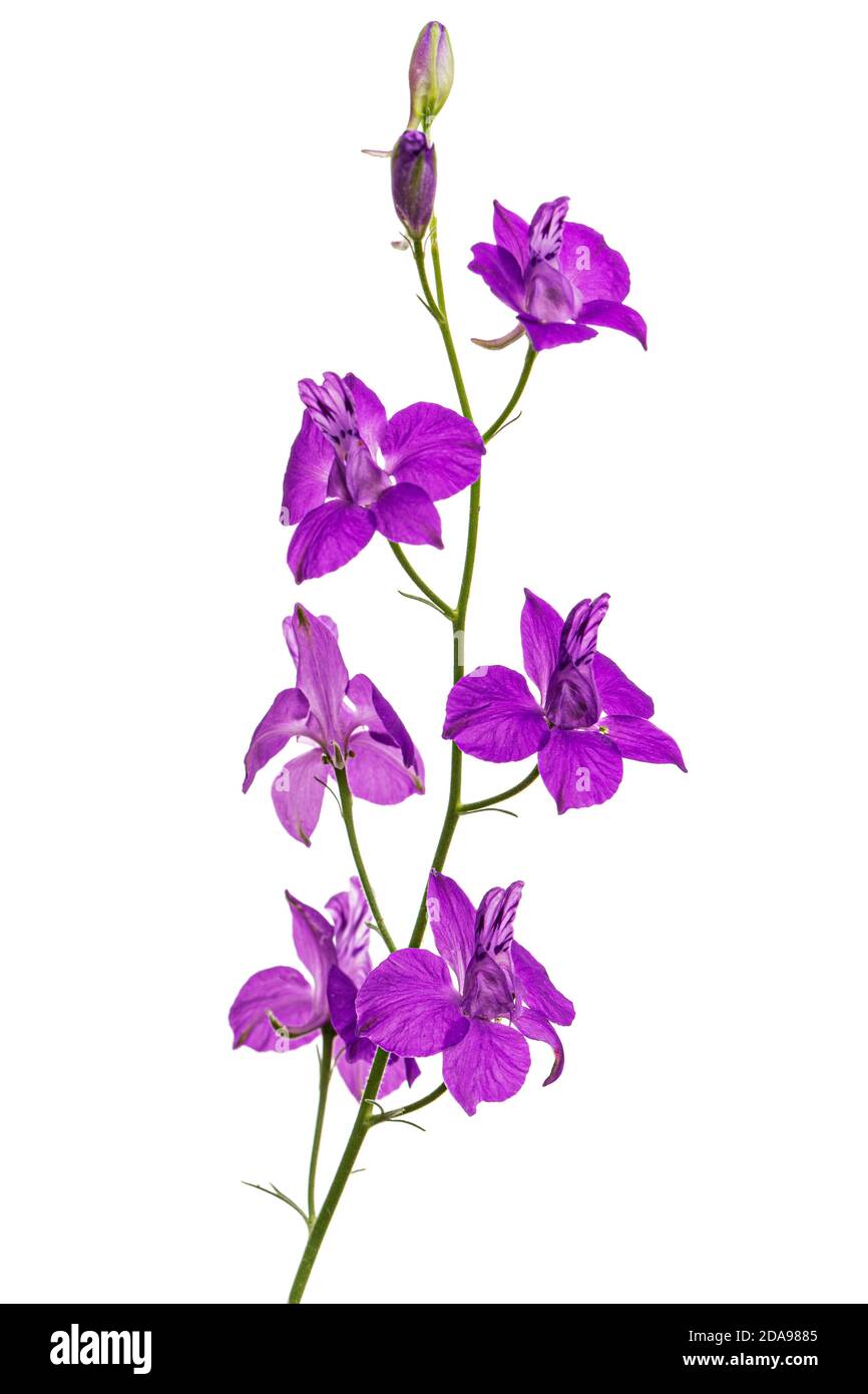 Violet flower of wild delphinium, larkspur flower, isolated on white ...