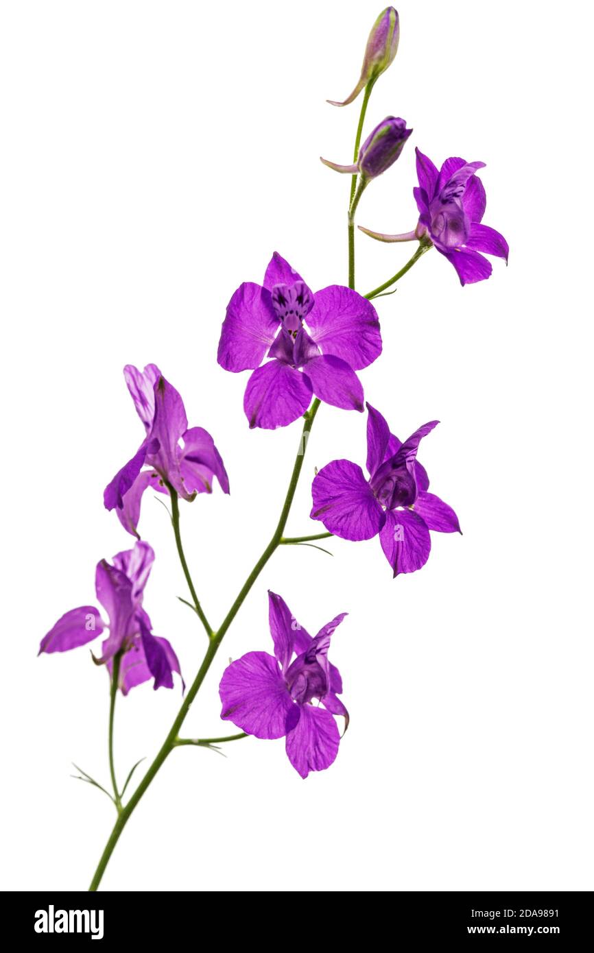 Violet flower of wild delphinium, larkspur flower, isolated on white ...