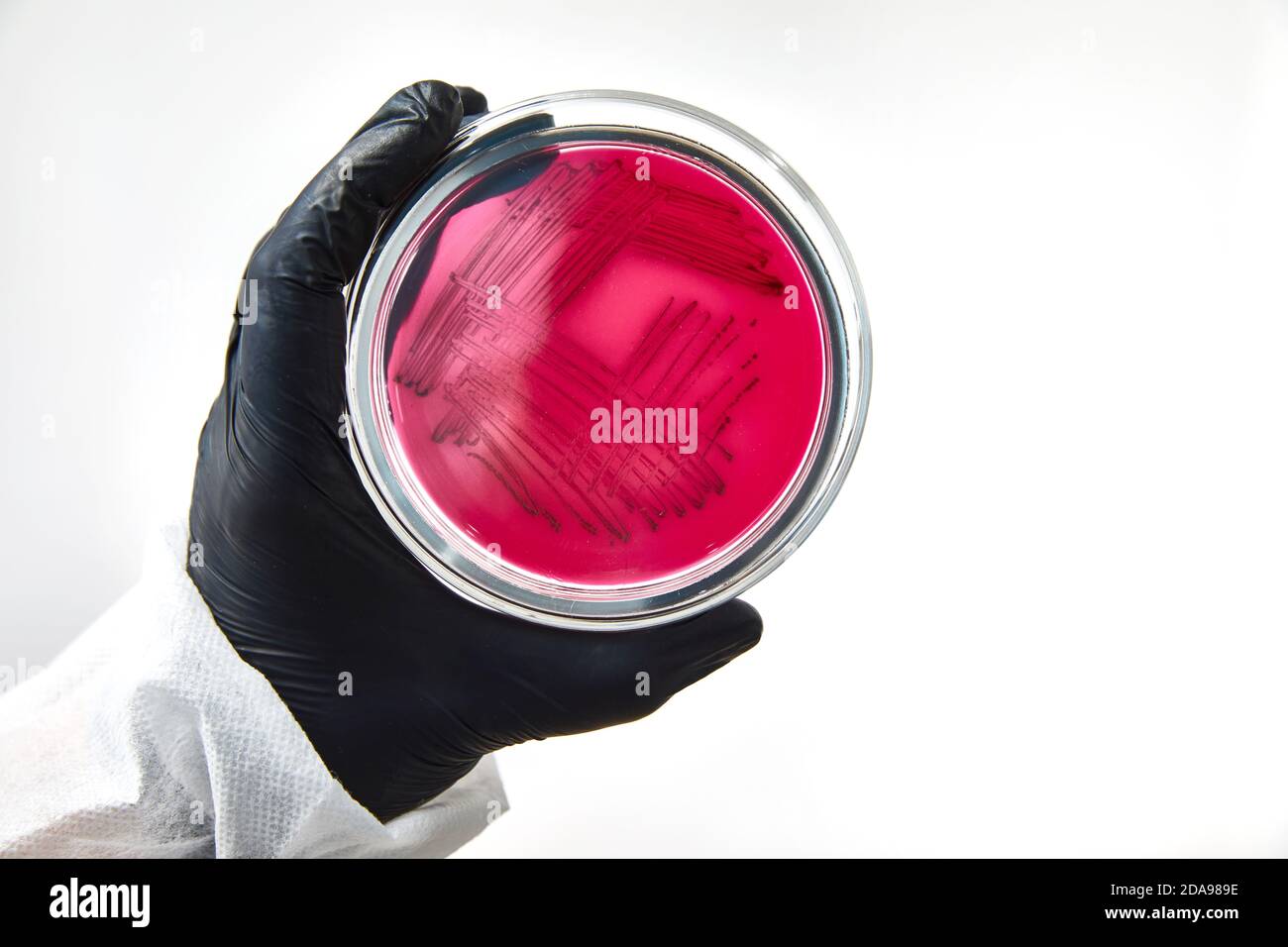chemist wearing gloves at laboratory. testing process with glass plate ...