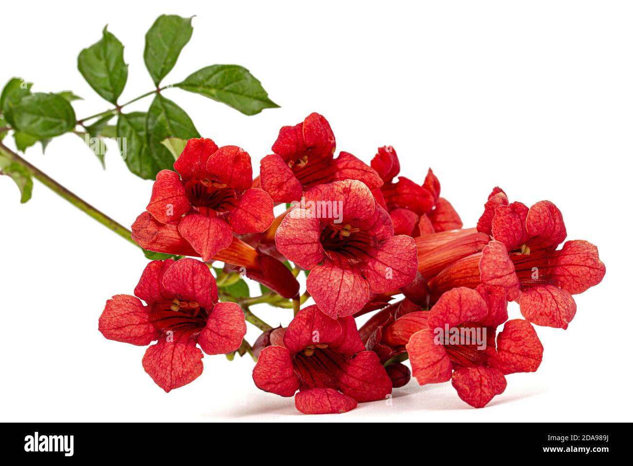Red flowers of Campsis, radicans grandiflora (trumpet creeper vine ...