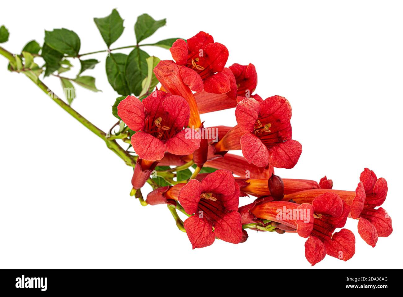 Red flowers of Campsis, radicans grandiflora (trumpet creeper vine ...