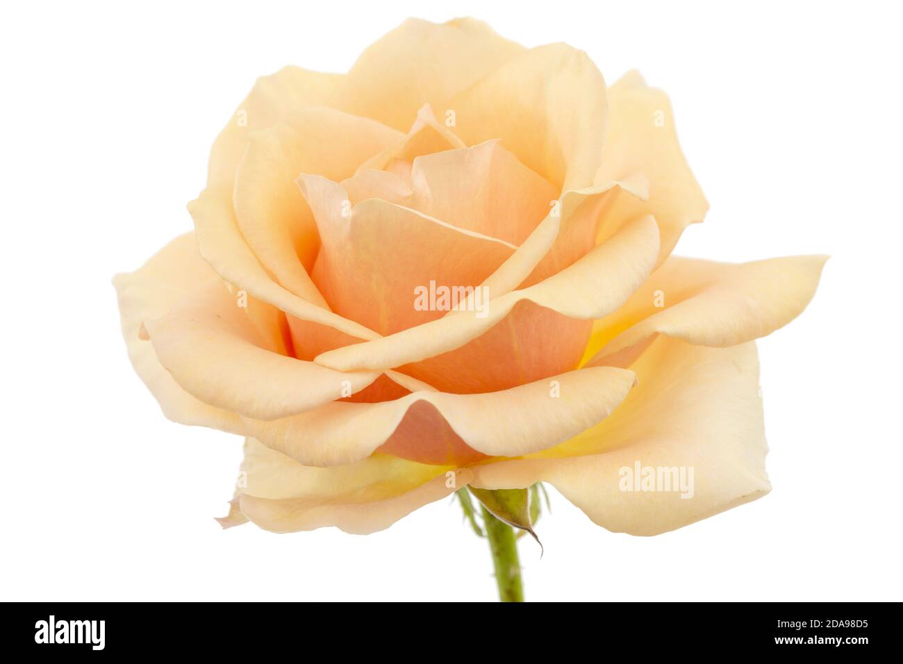 Flower of cream rose, isolated on white background Stock Photo - Alamy