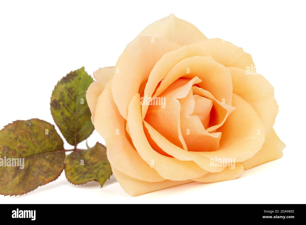 Flower of cream rose, isolated on white background Stock Photo - Alamy