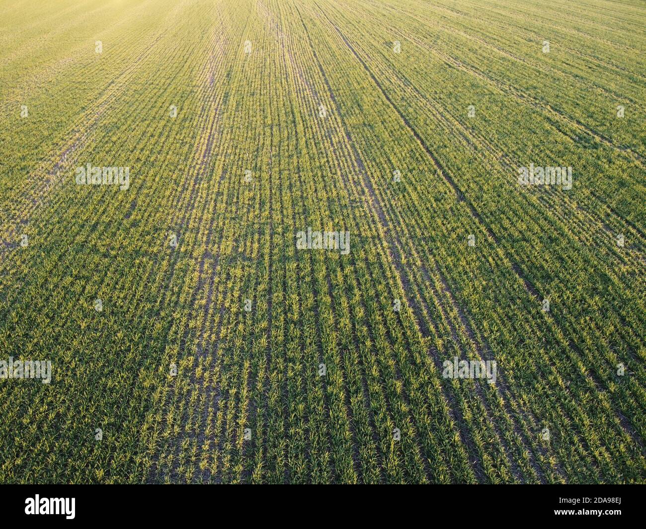 Wheat field in the spring, poor growth and poor weather for growing ...