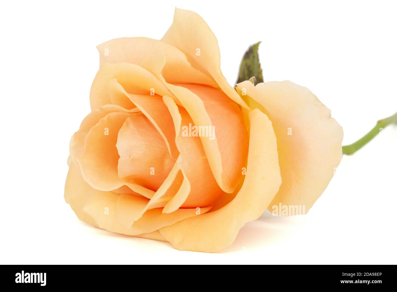 Flower of cream rose, isolated on white background Stock Photo - Alamy