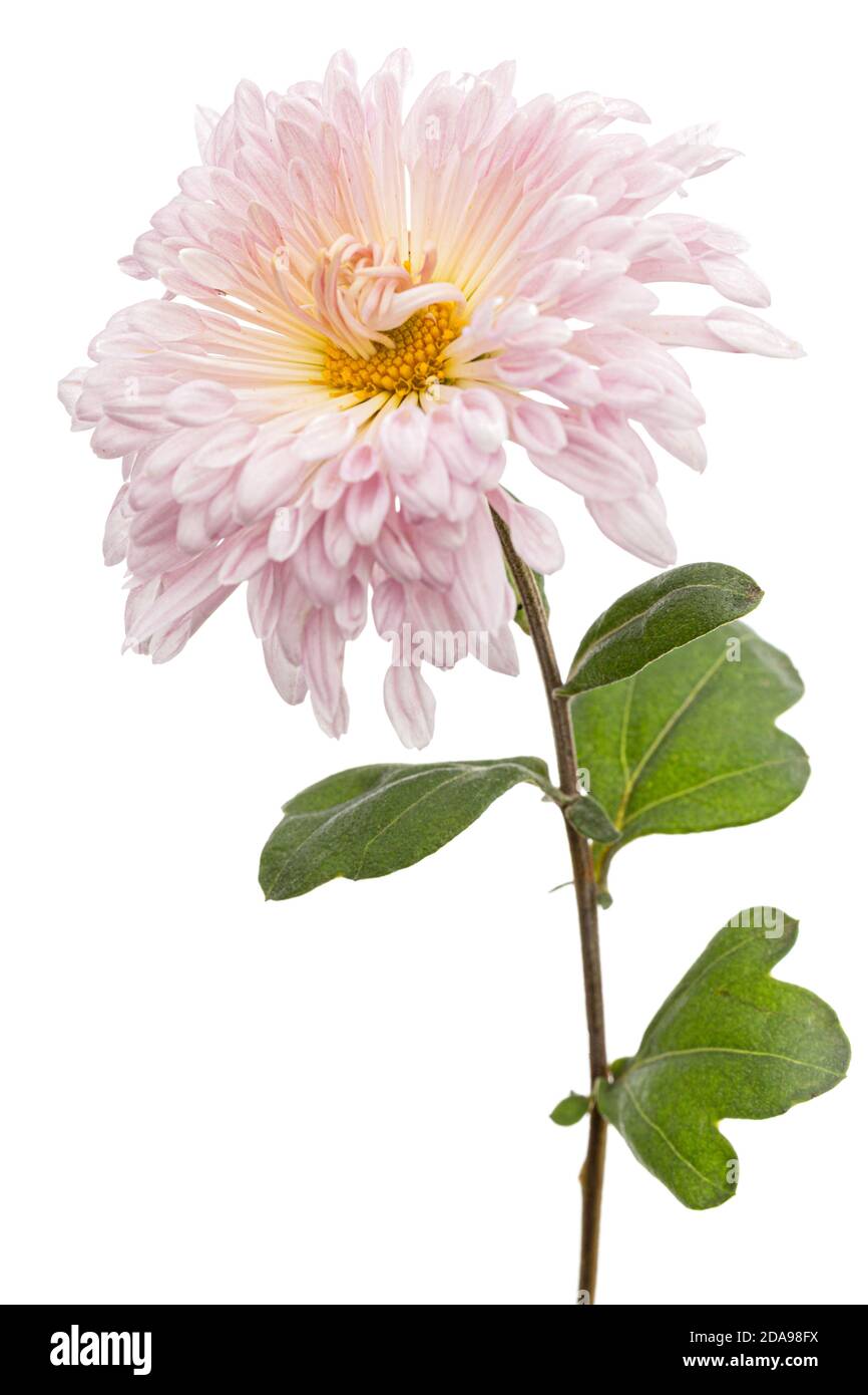 Daisy wheel pattern hi-res stock photography and images - Alamy