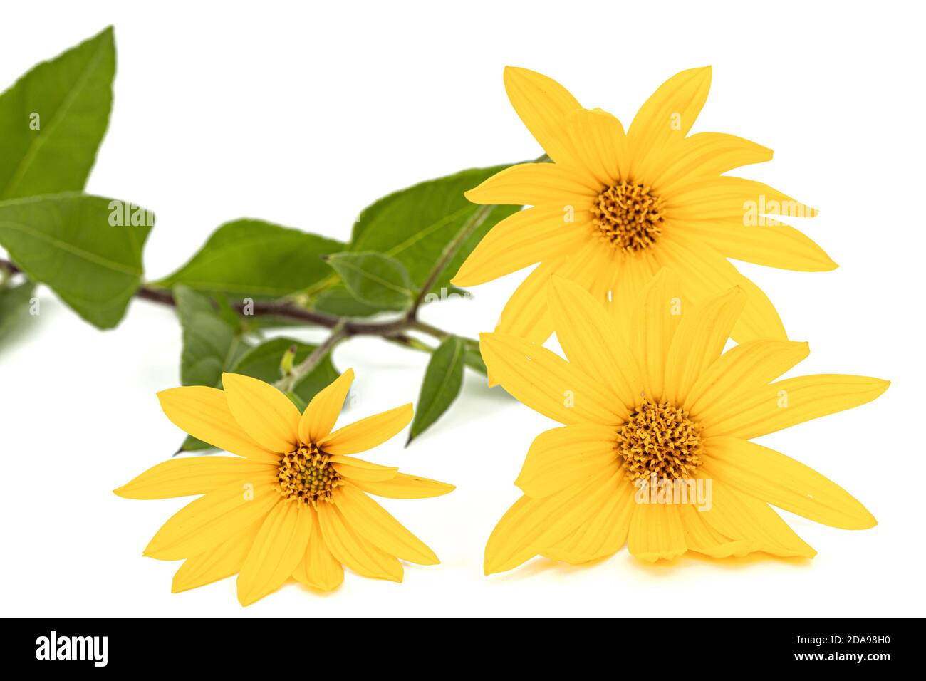 Flowers of Jerusalem Artichoke (Earth Apple), lat. Helianthus tuberosus ...