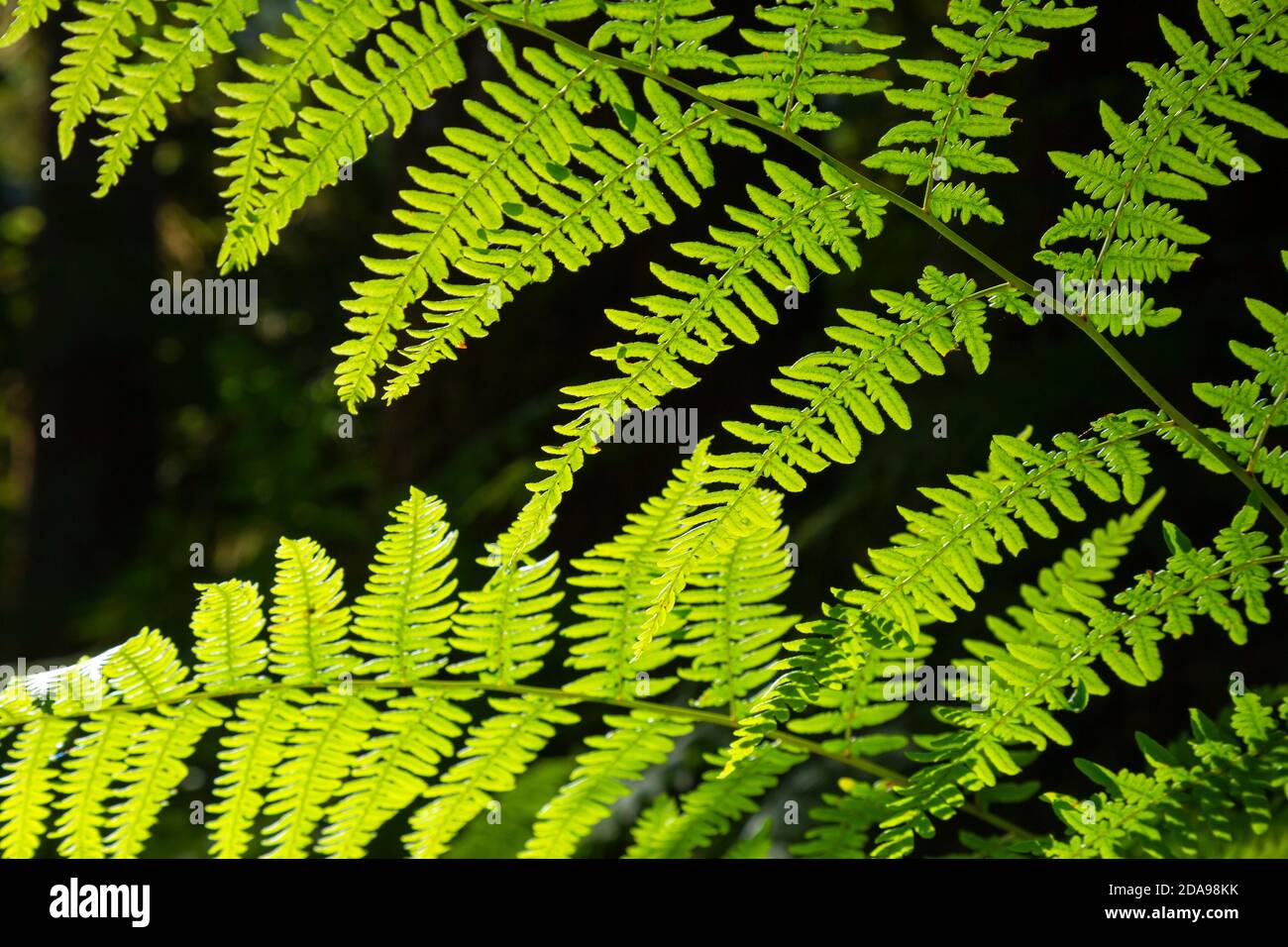 Bracken fern fronds hi-res stock photography and images - Alamy