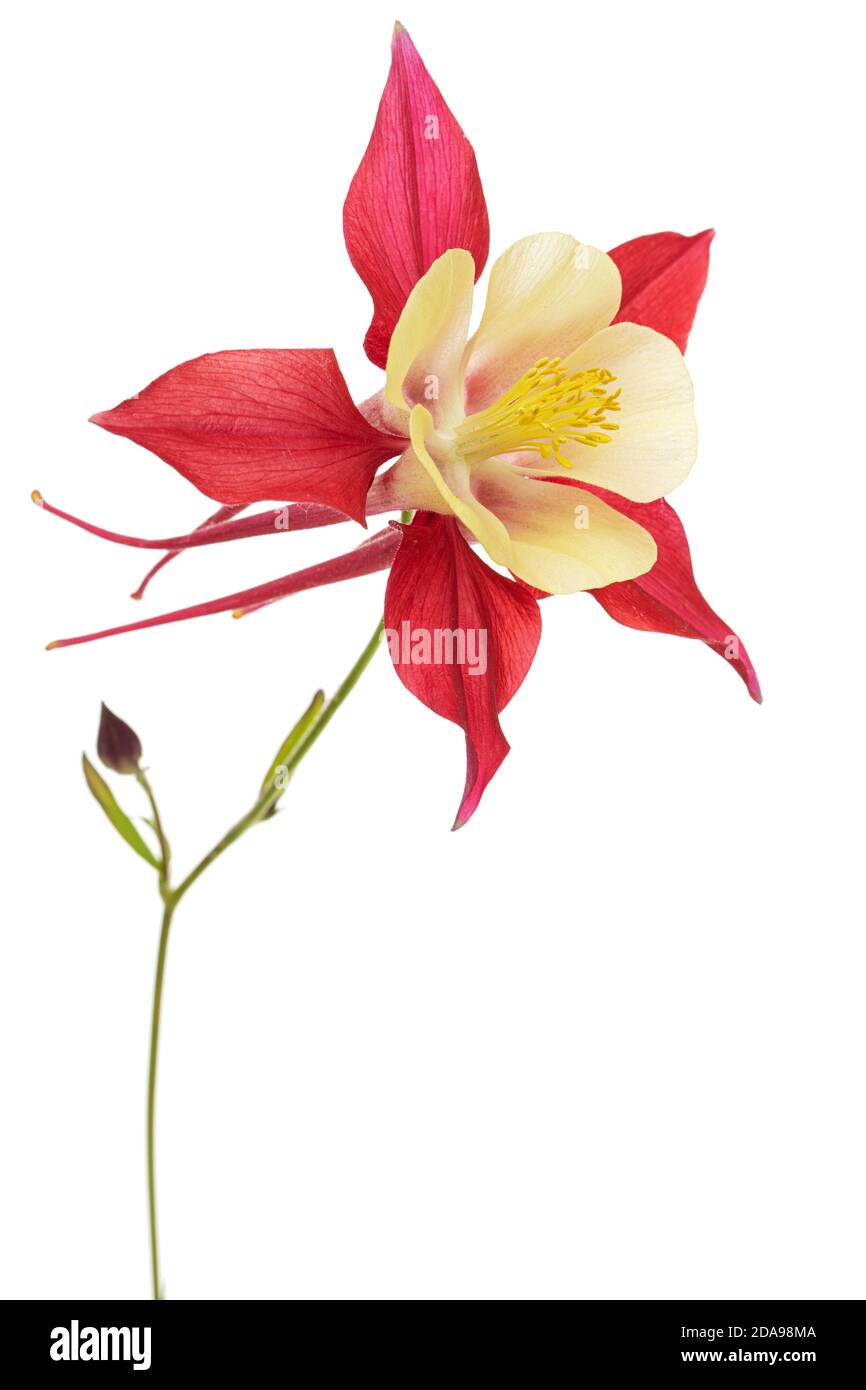 Red flower of aquilegia, blossom of catchment closeup, isolated on ...