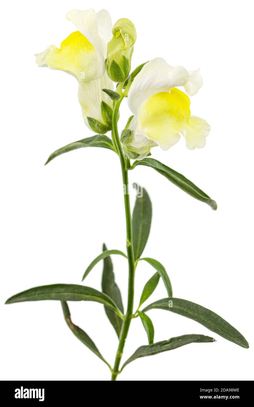 Colorful flower annual flowers Cut Out Stock Images & Pictures - Alamy