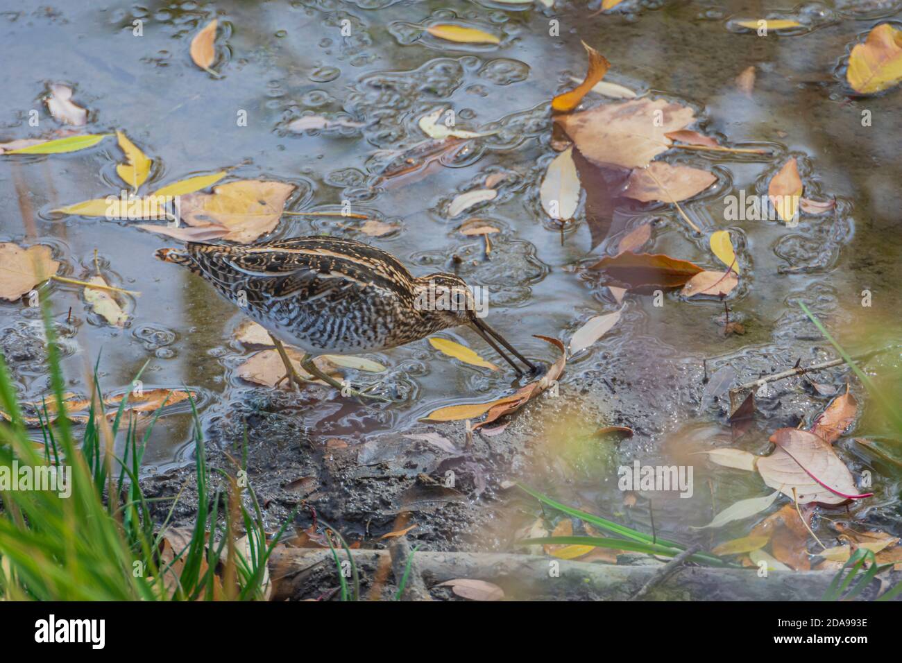 Gallina birds hi-res stock photography and images - Alamy