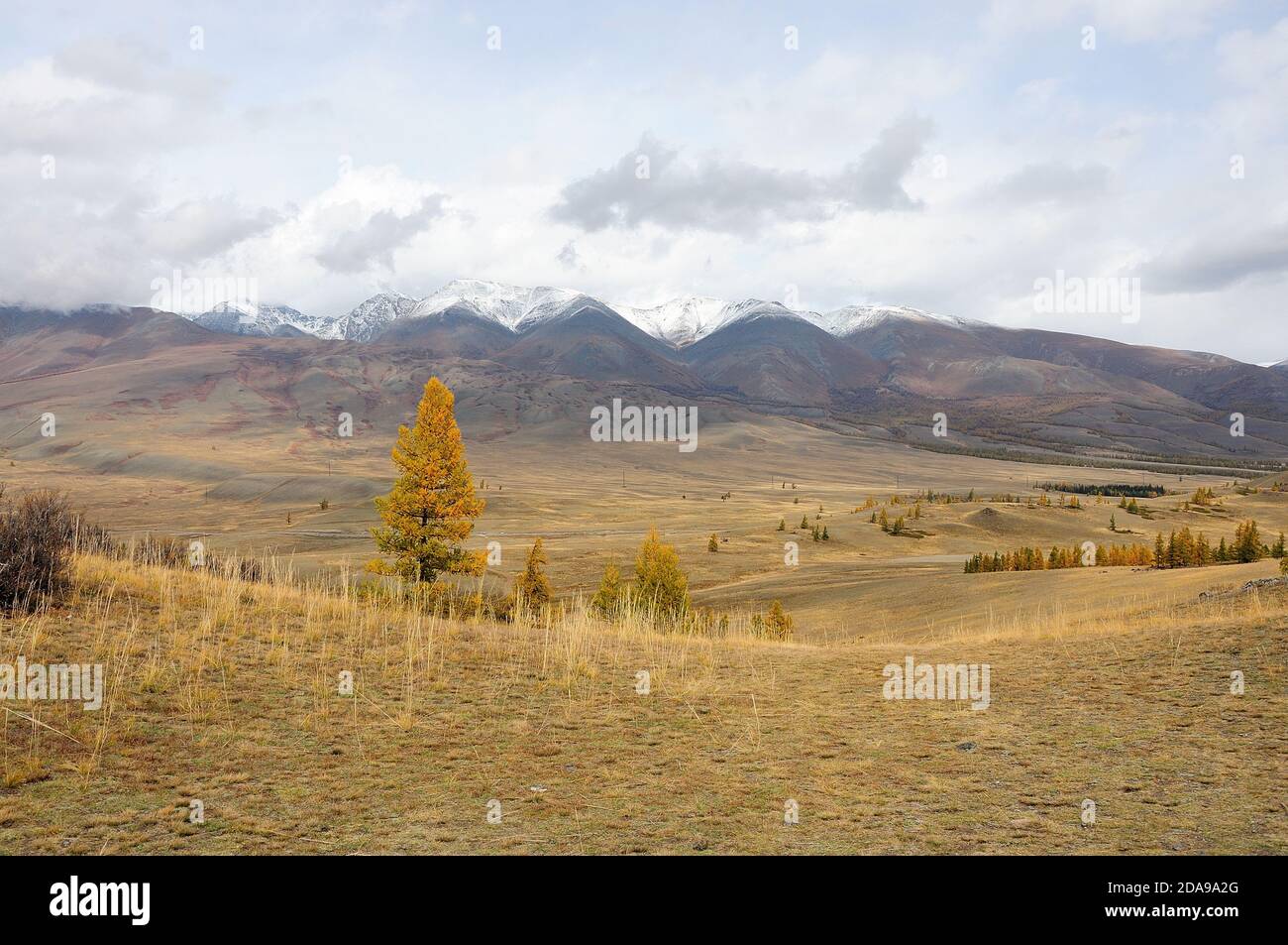 Small groups of larch trees, yellowed from autumn, grow on the ...