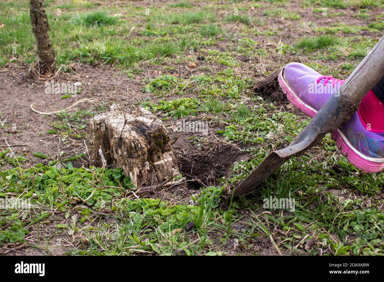 Plant tree dig hole hi-res stock photography and images - Alamy