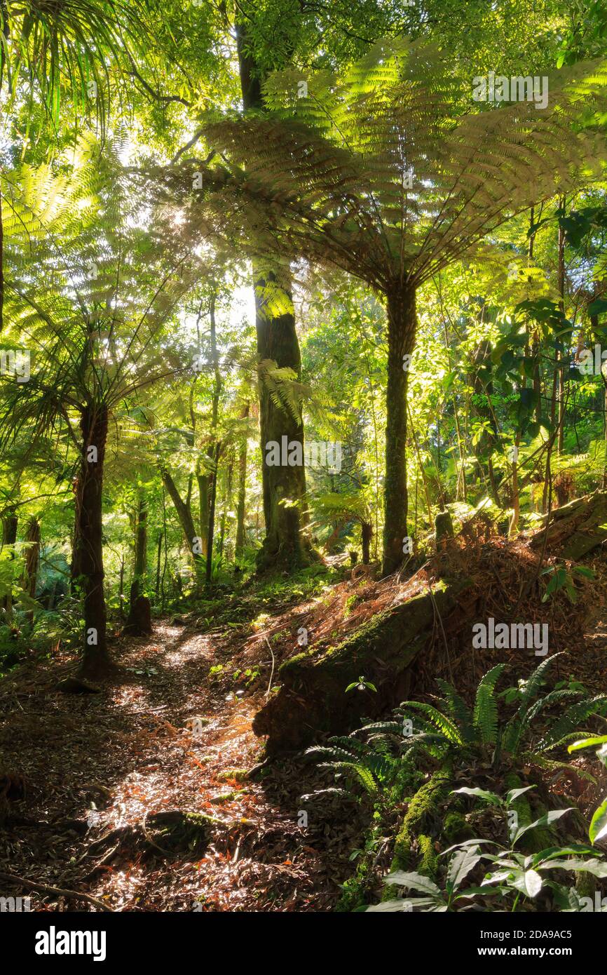 Sun shining through rainforest hi-res stock photography and images - Alamy