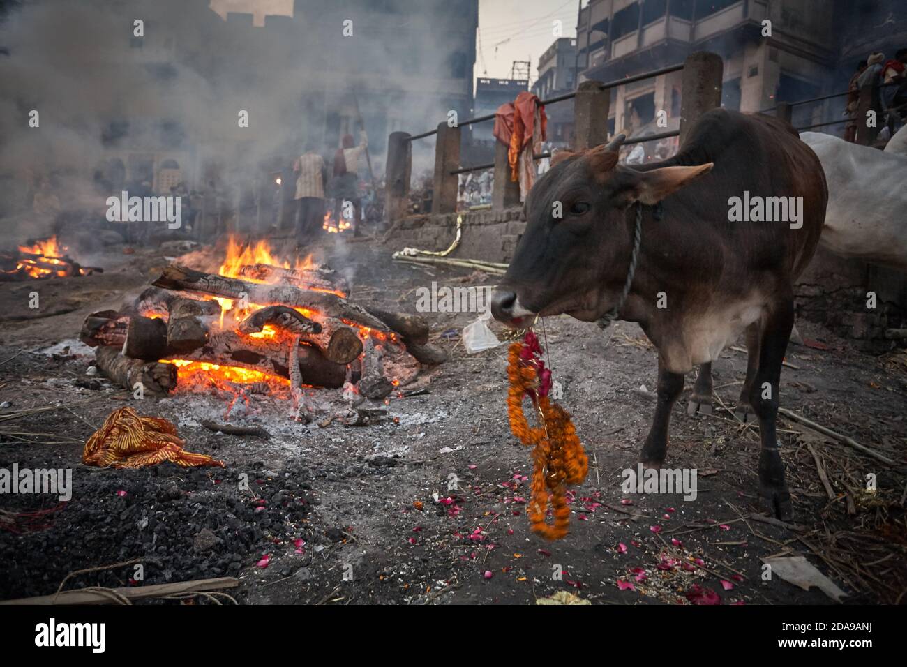 Varanasi, India, January 2008. Cremation ceremony in Manikarnika, the ...