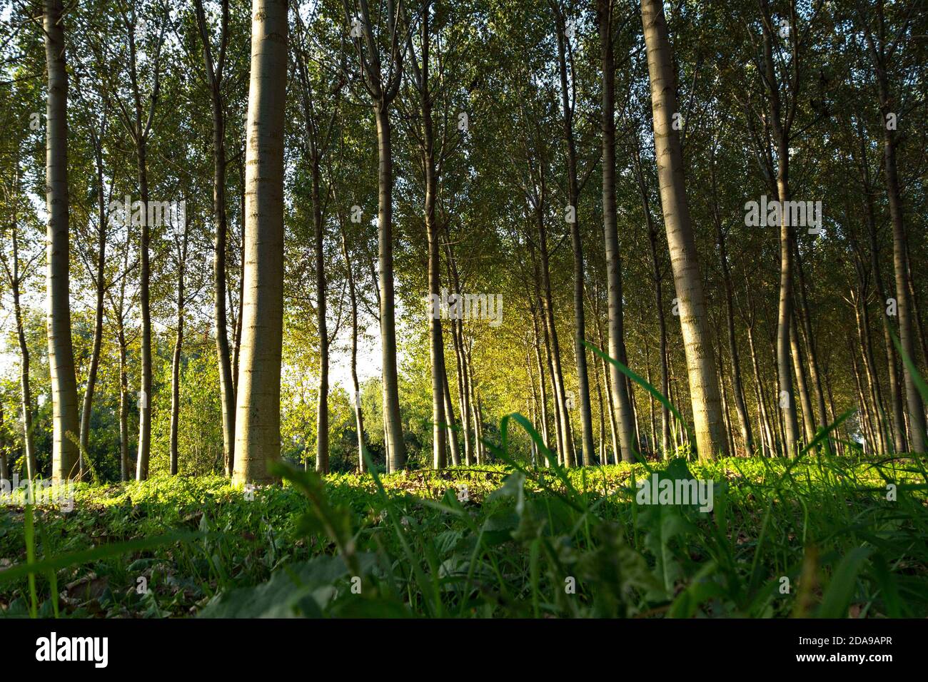 Poplar Fustigate Trees, ( Populus tremula ), Lombardy, Italy Stock ...