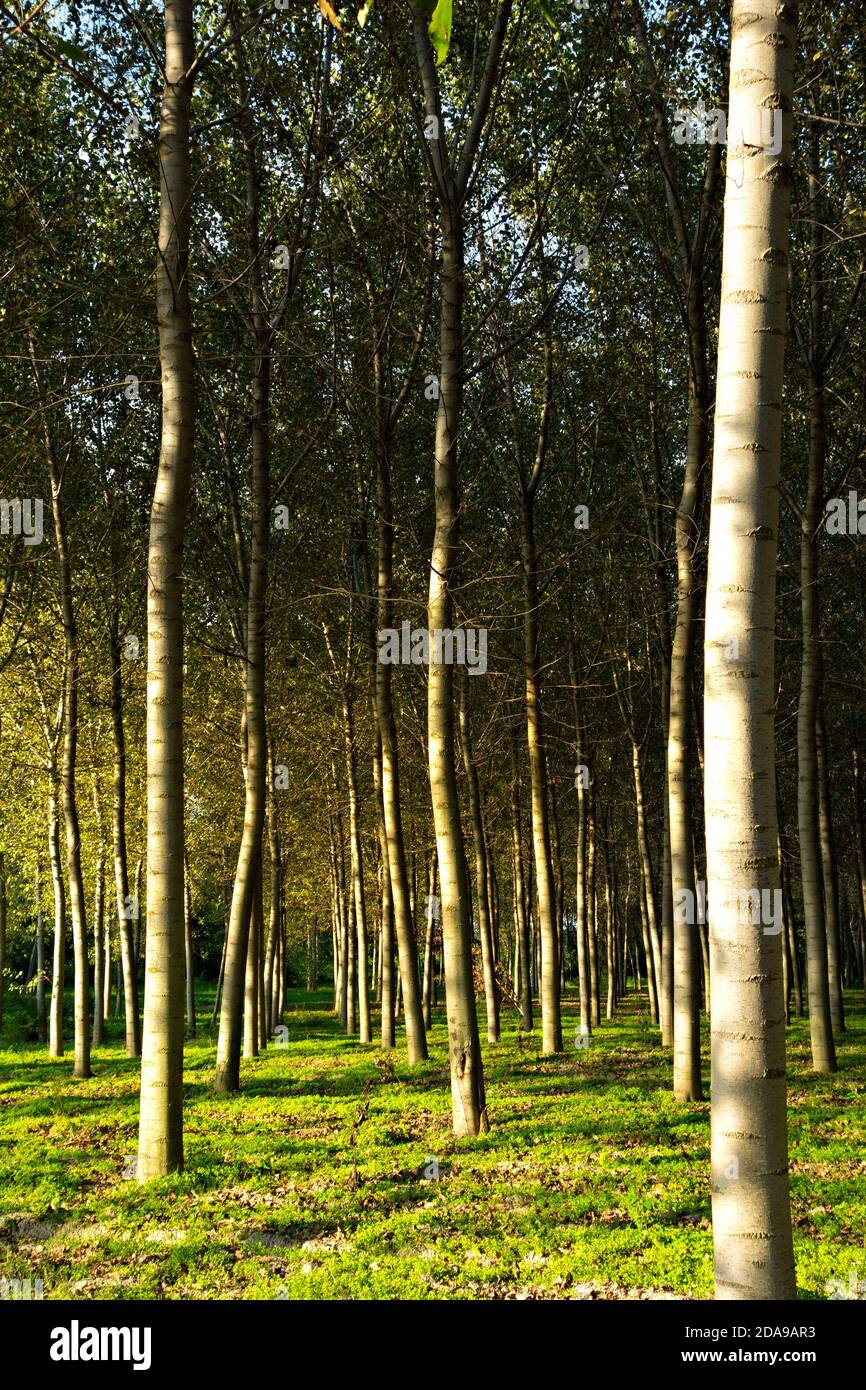 Lombardy italy poplar trees hi-res stock photography and images - Alamy
