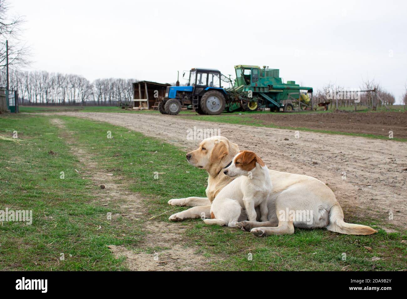 Labrador retriever and jack russell terrier near farm road Stock Photo ...