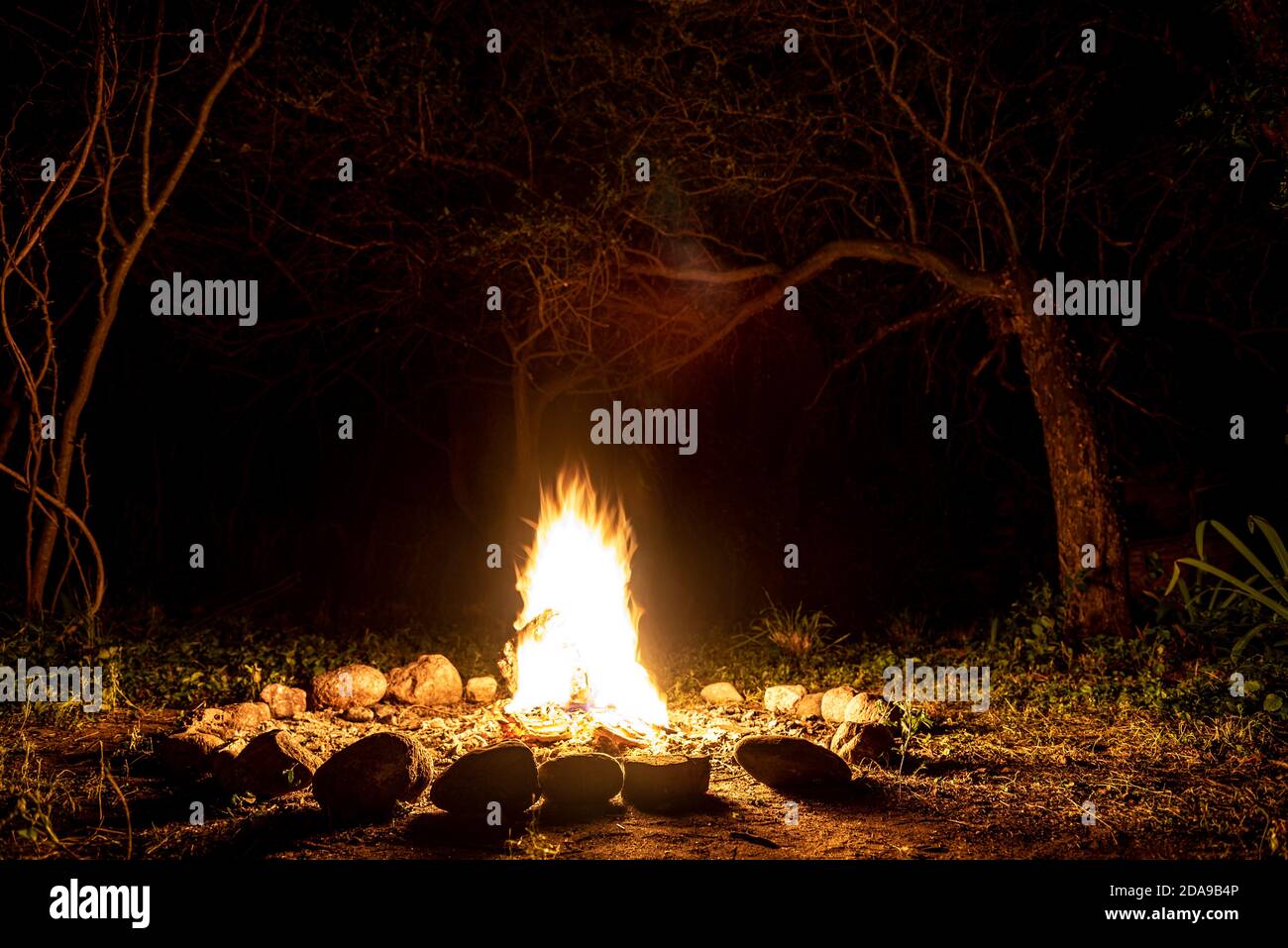 Flames of a campfire at night in a dark spooky forest surrounded by ...