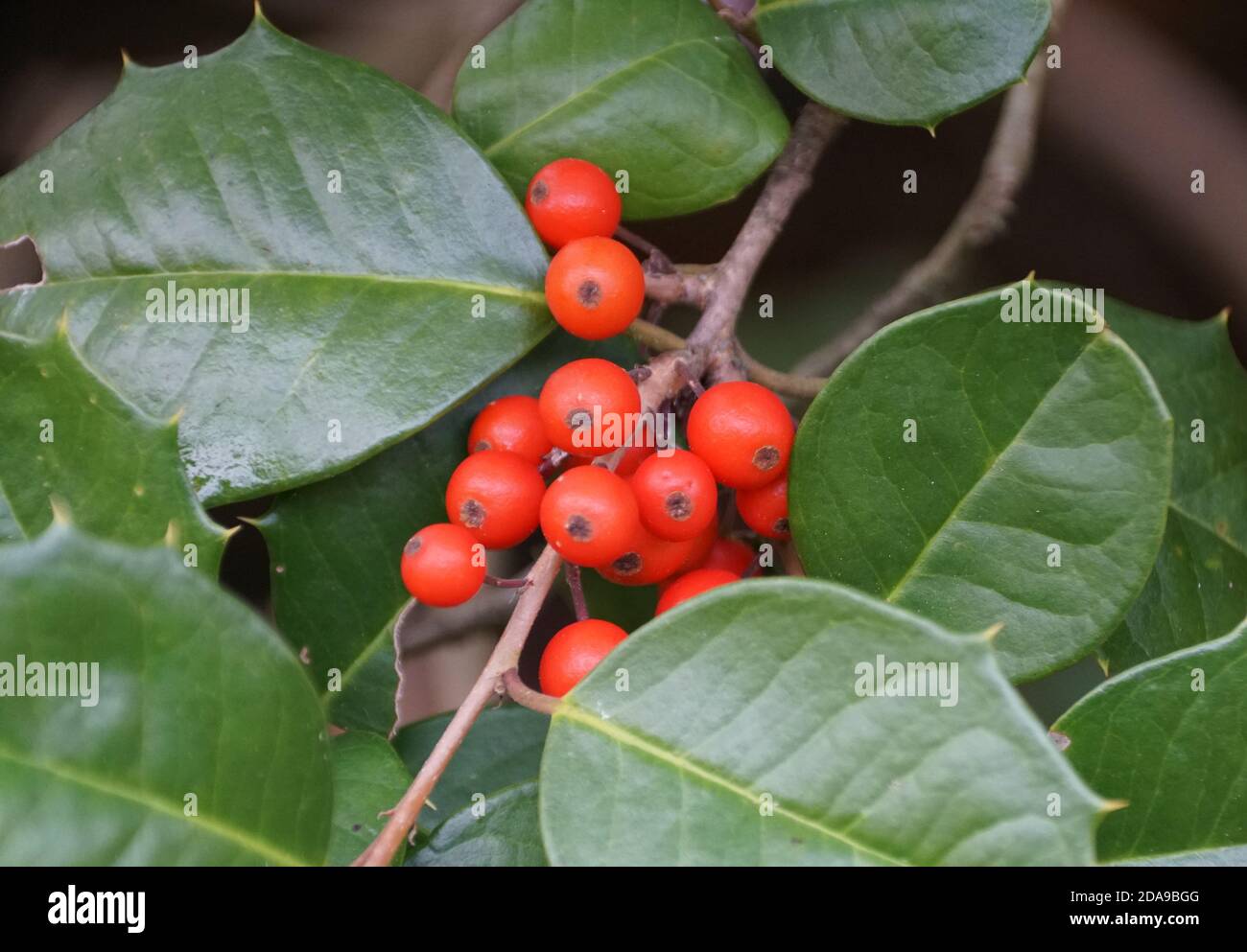 A bunch of Red Winterberry Holly 'Red Sprite' on the tree Stock Photo ...