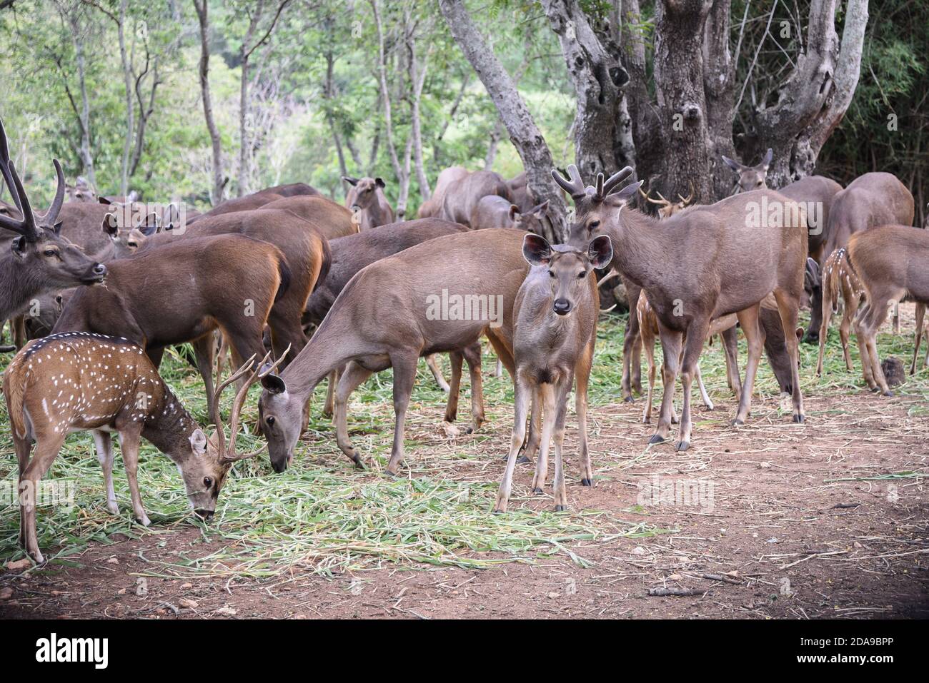 many Sambar deer (Rusa unicolor, also called Philippine or Rusa deer ...