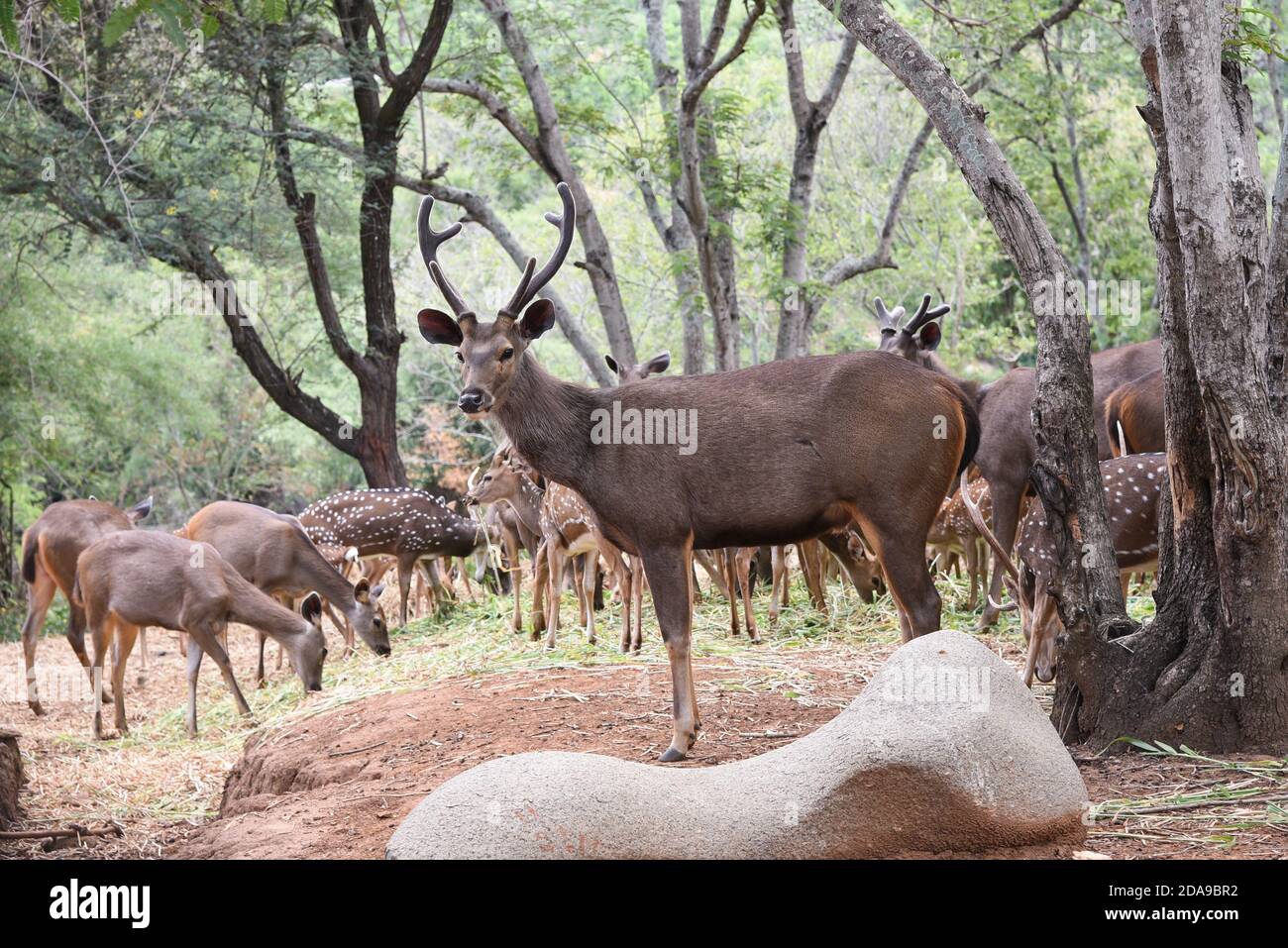 many Sambar deer (Rusa unicolor, also called Philippine or Rusa deer ...