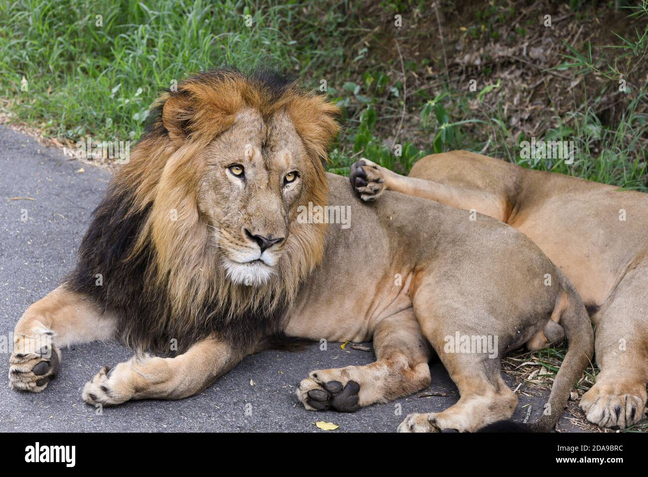mighty male Lion lying down Panthera leo. Adventure safari trip through ...