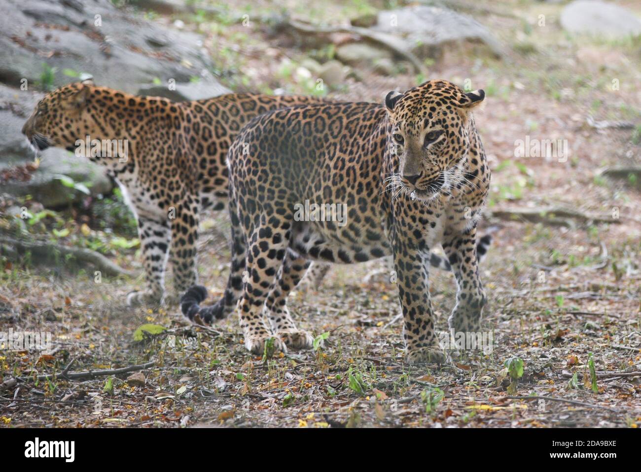 Miners cat hi-res stock photography and images - Alamy